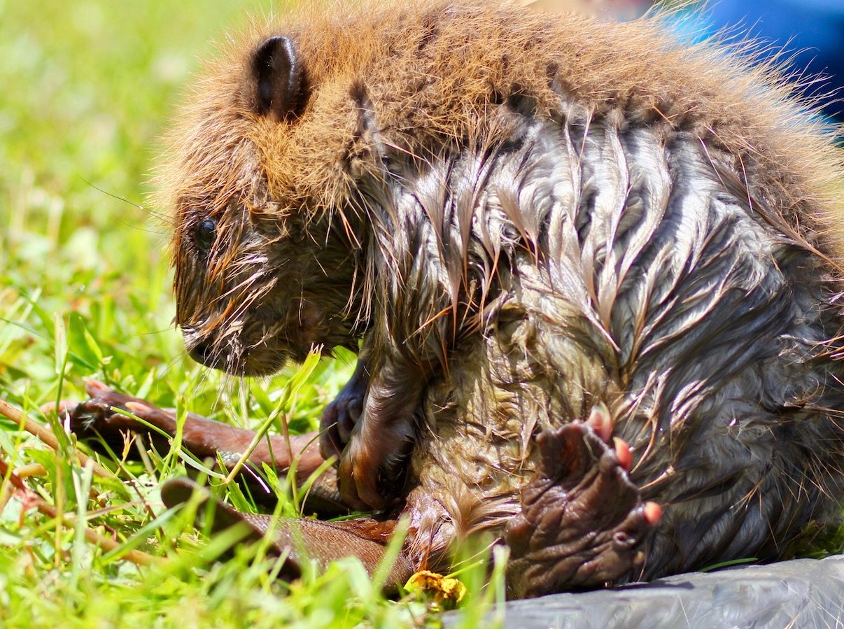 Found injured or orphaned wildlife? – Interior Wildlife Rehabilitation ...