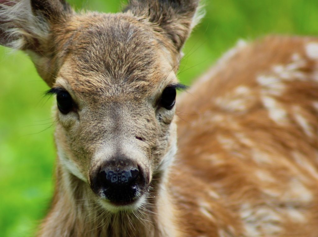 Found wildlife? – Interior Wildlife Rehabilitation Society
