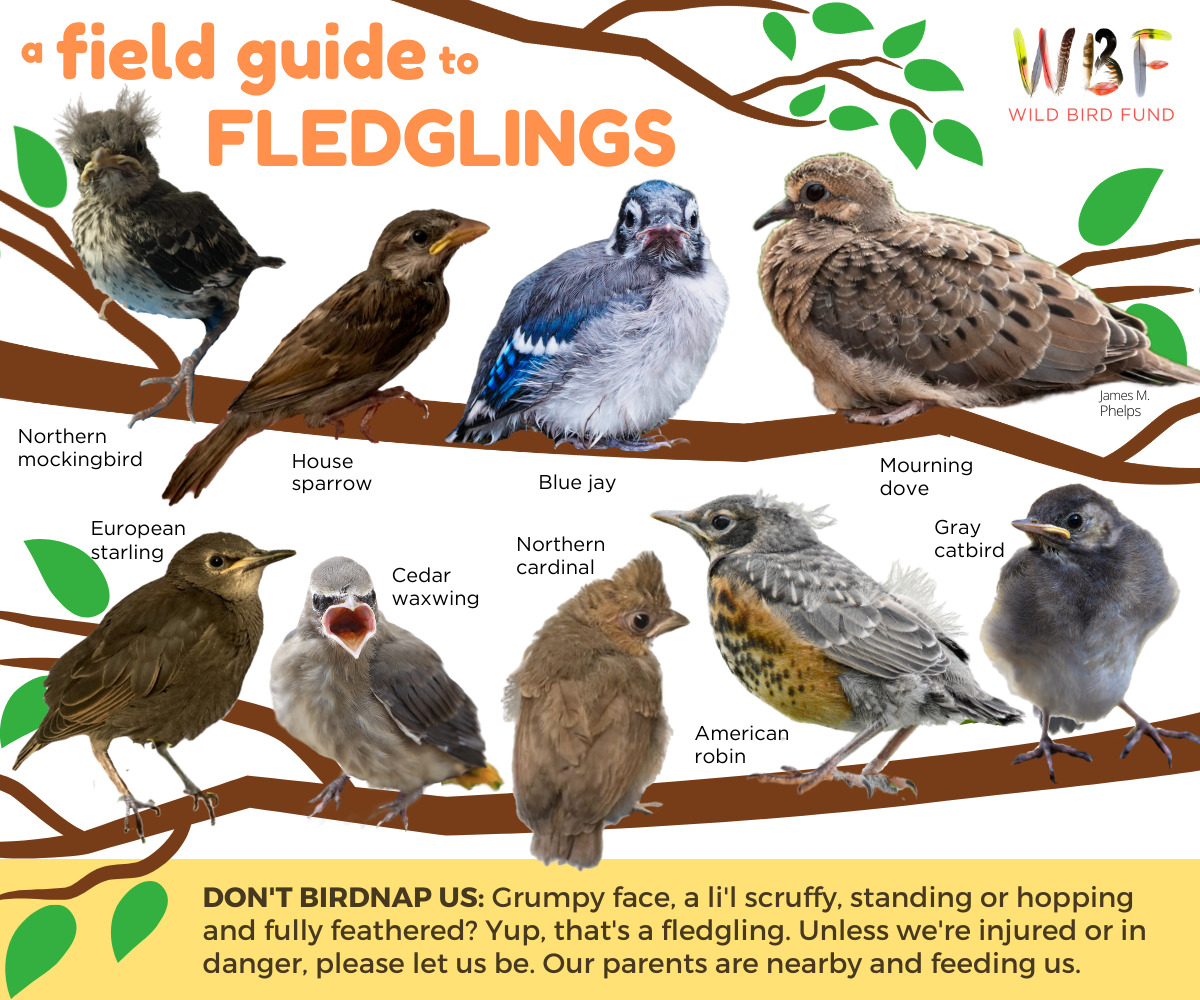 Found wildlife? – Interior Wildlife Rehabilitation Society